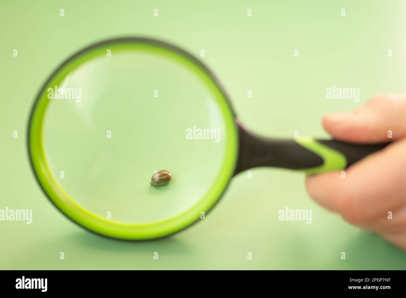 Bloodfilled swollen tick under a magnifying glass on a green background ...