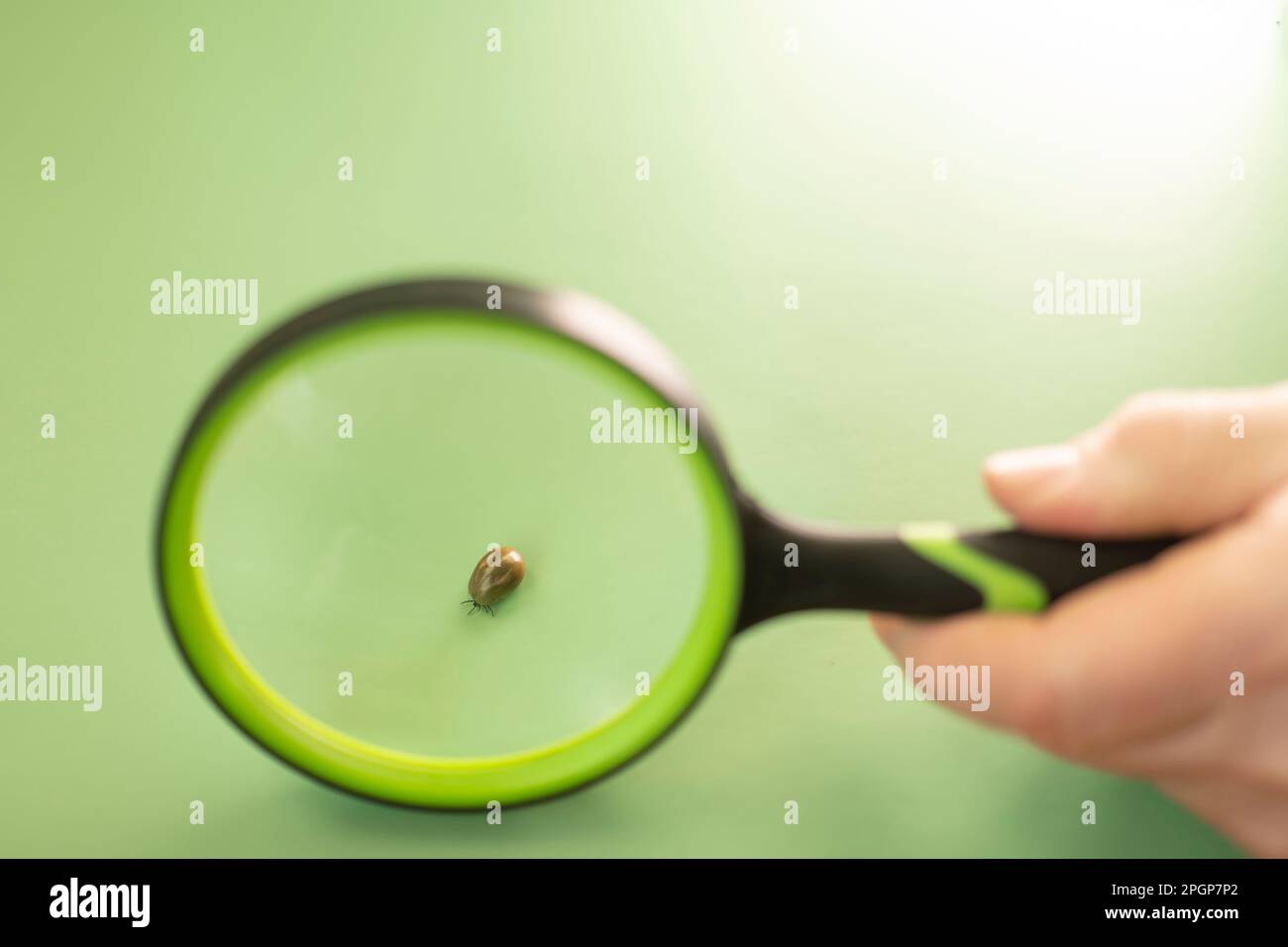 Tick and human hand holding a magnifying loupe.Mite under a magnifying ...