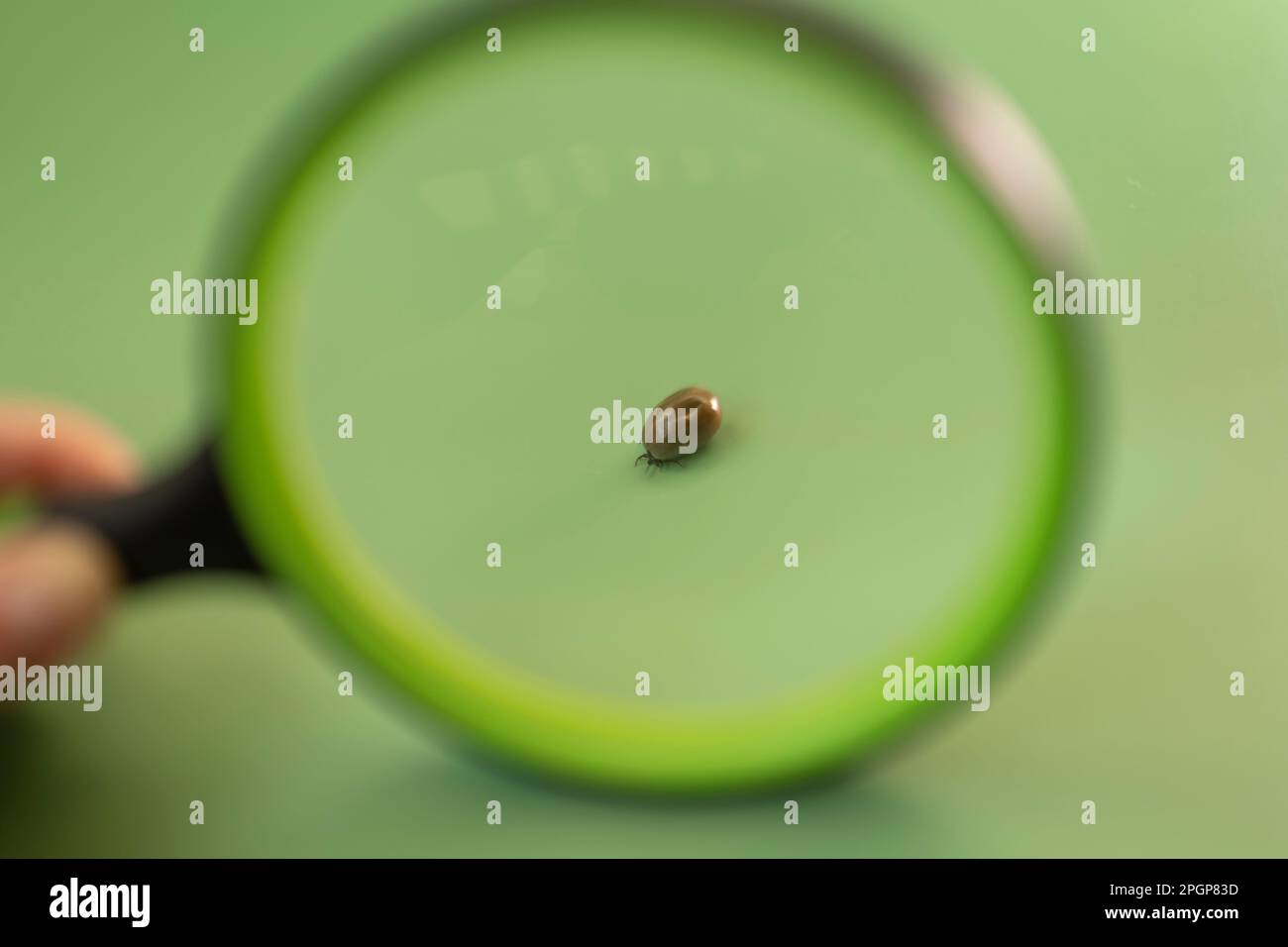 Mite under a magnifying glass on a green background.Bloodsucking ...