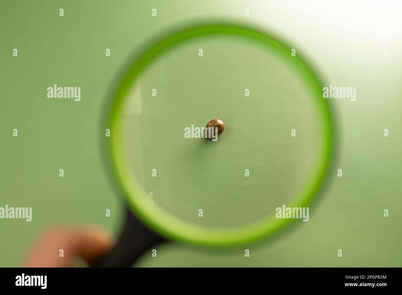 Bloodsucking insect. Mite under a magnifying glass on a green ...
