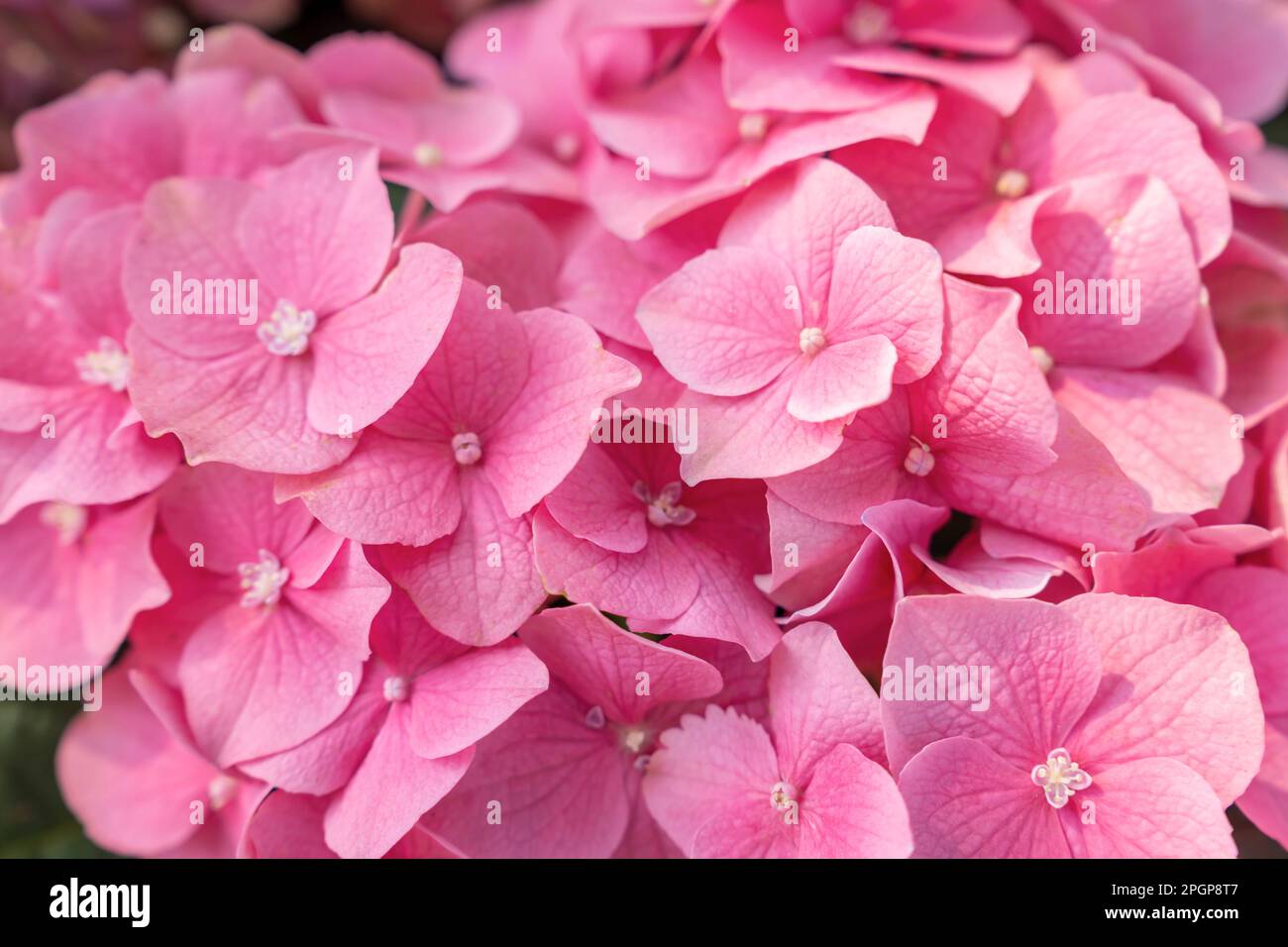 Beautiful Pink hydrangeas flower background. Natural color Stock Photo ...