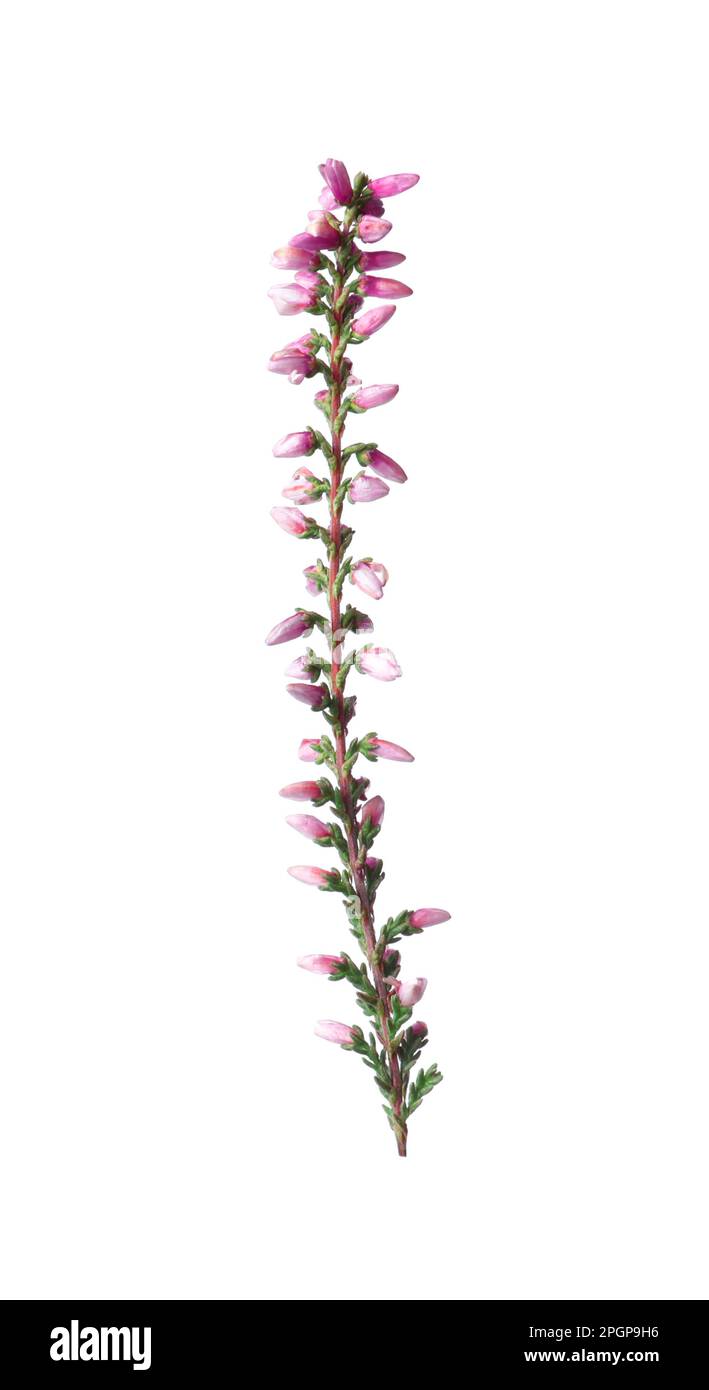 Heather sprig Cut Out Stock Images & Pictures - Alamy