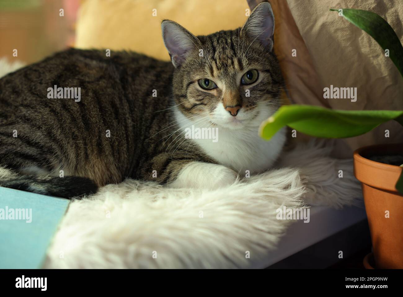 Cute cat on white faux fur rug at window sill indoors Stock Photo - Alamy