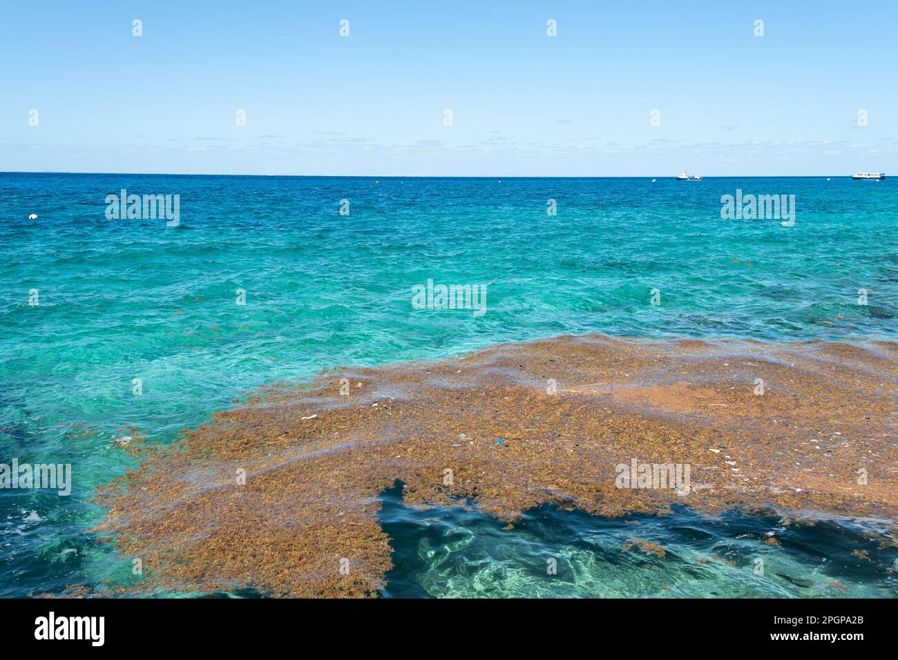 Sargassum floating in mexican hi-res stock photography and images - Alamy