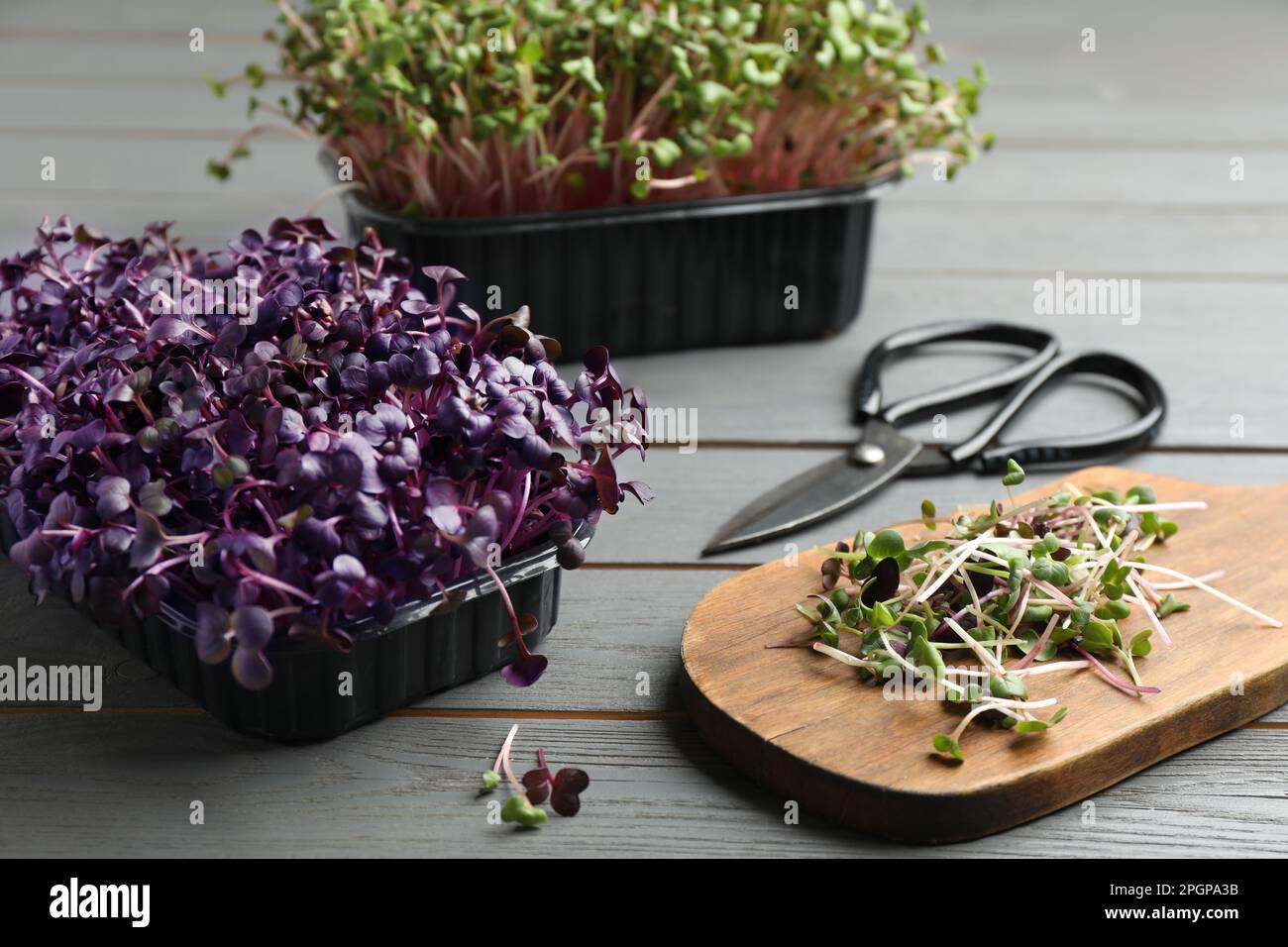 Fresh radish microgreens in plastic containers near scissors on grey ...