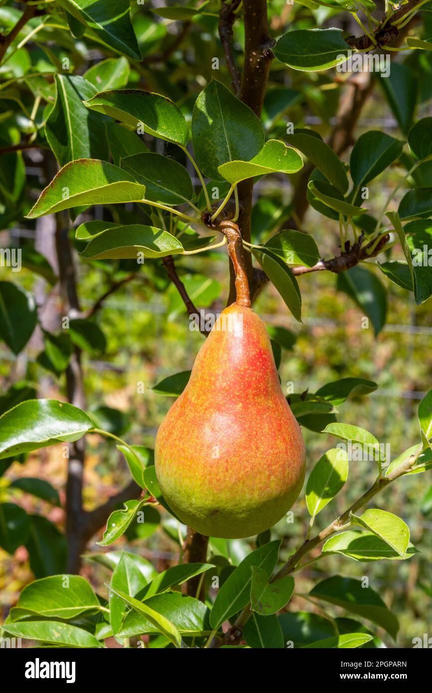 A large pear ripening in the sun on an Orcas European Pear tree (Pyrus ...