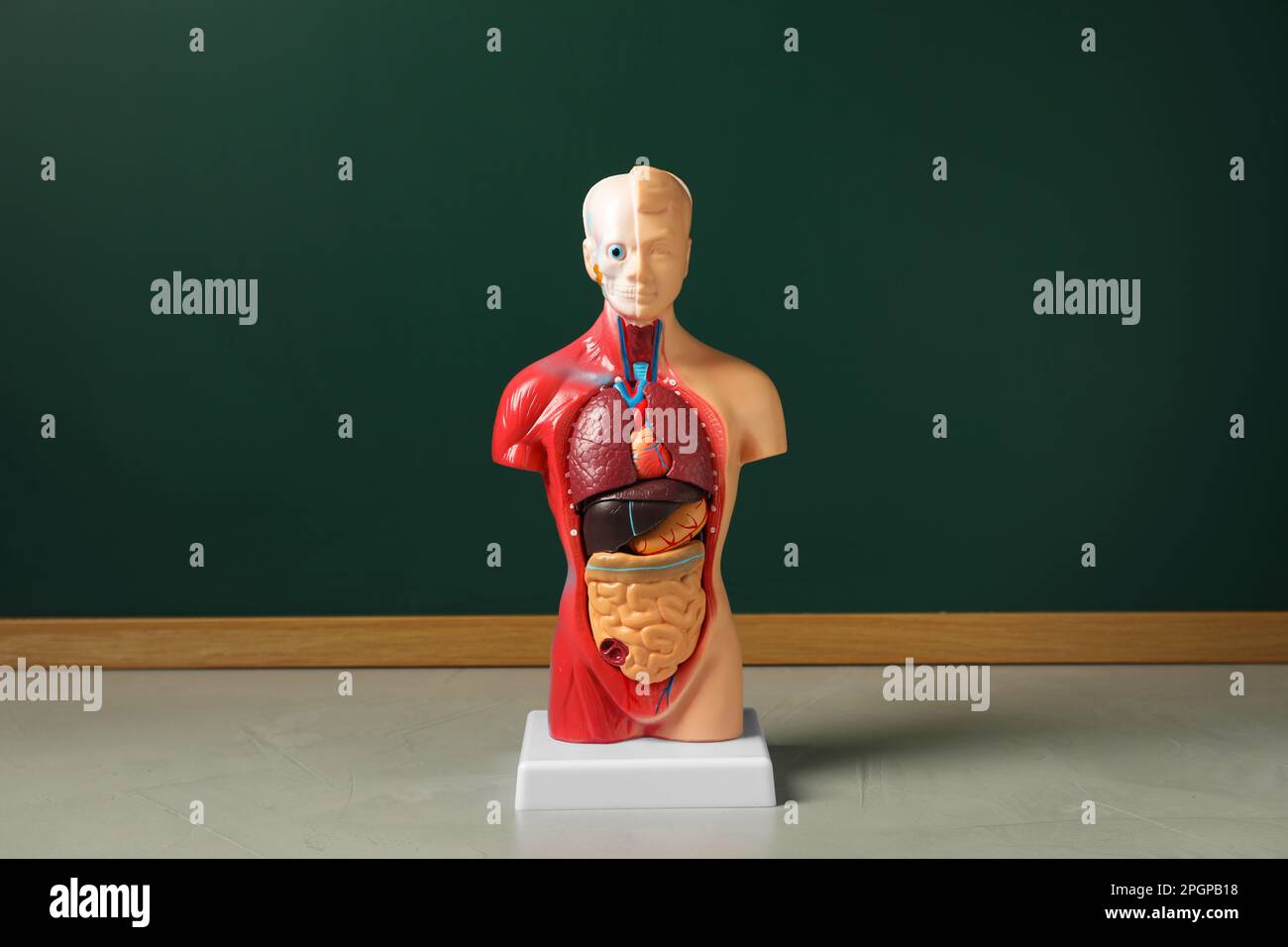 Human anatomy mannequin showing internal organs near chalkboard Stock ... Human anatomy mannequin showing internal organs near chalkboard Stock ...
