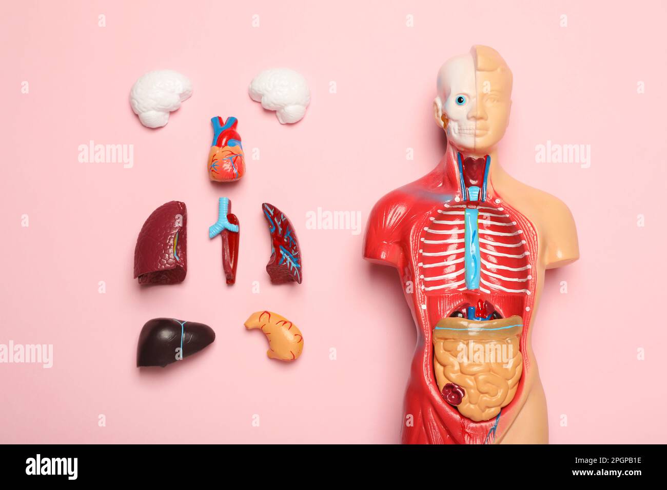 Flat lay composition with human anatomy mannequin and internal organs ...