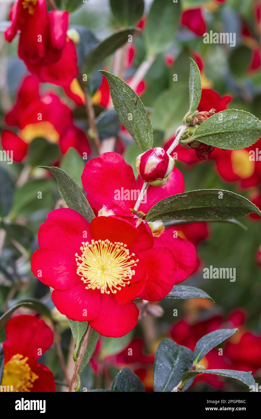 The Yuletide Camellia (Camellia sasanqua 'Yuletide') is an evergreen ...