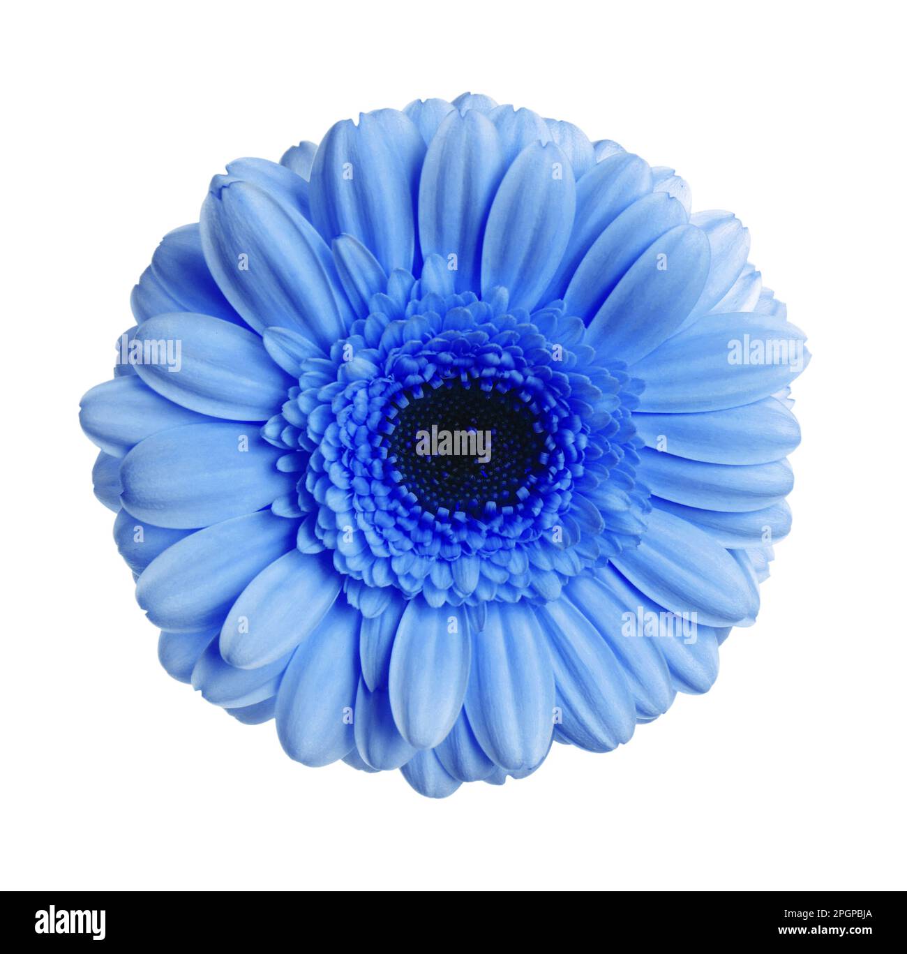 Beautiful blue gerbera flower on white background Stock Photo - Alamy