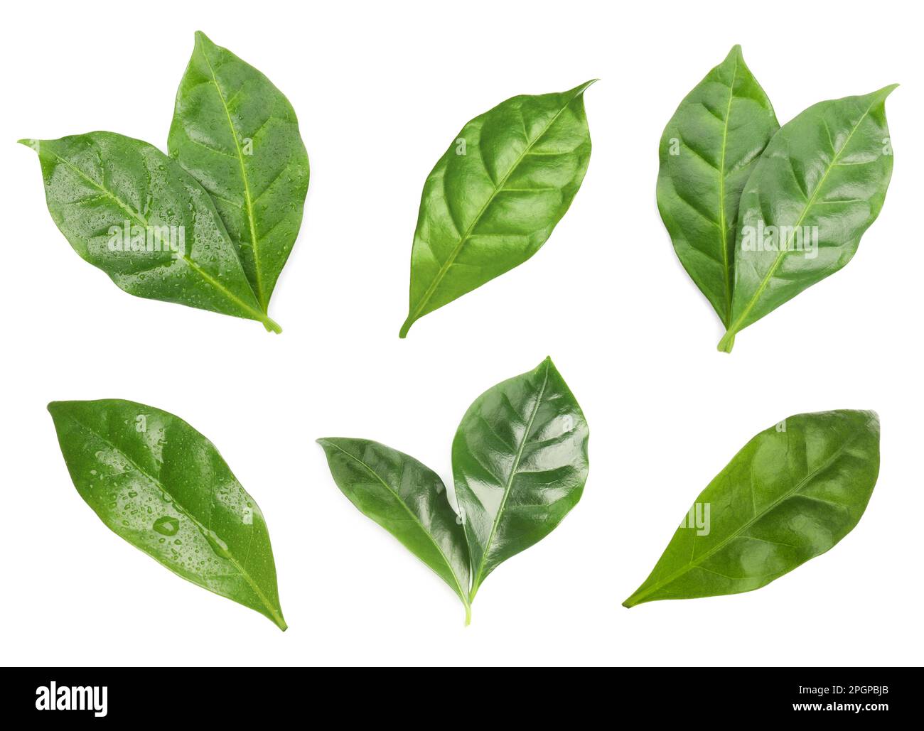 Set with fresh green leaves of coffee plant on white background Stock ...