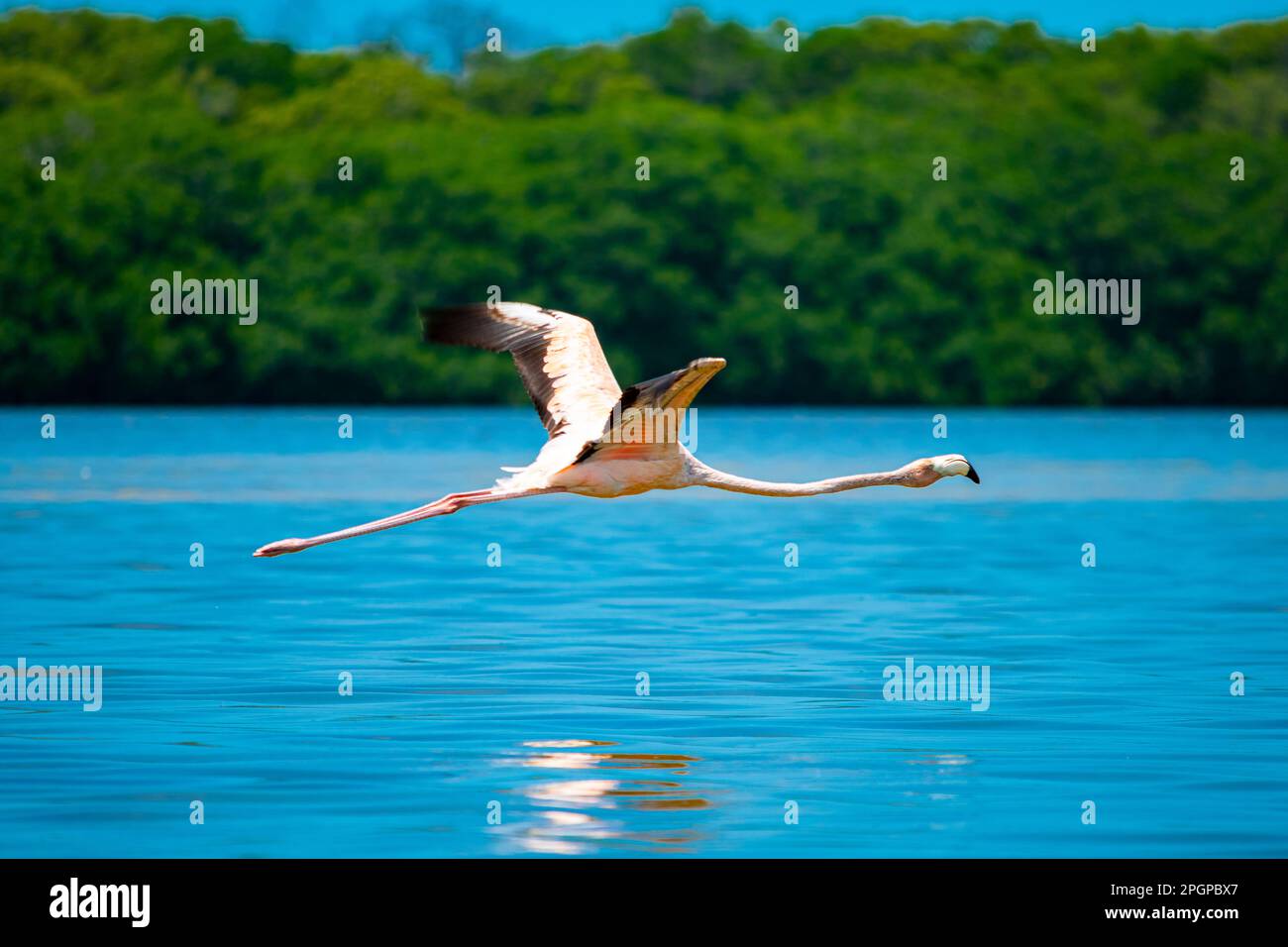 Pink flamingo over wing hi-res stock photography and images - Alamy