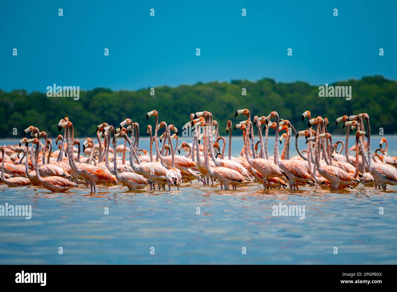 Caribbean ecotourism group people hi-res stock photography and images ...
