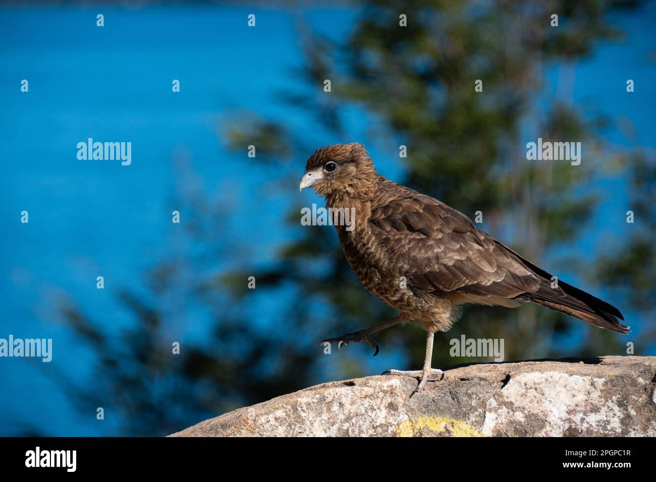 chimango caracara bird standing on a rock. in the background a tree and ...