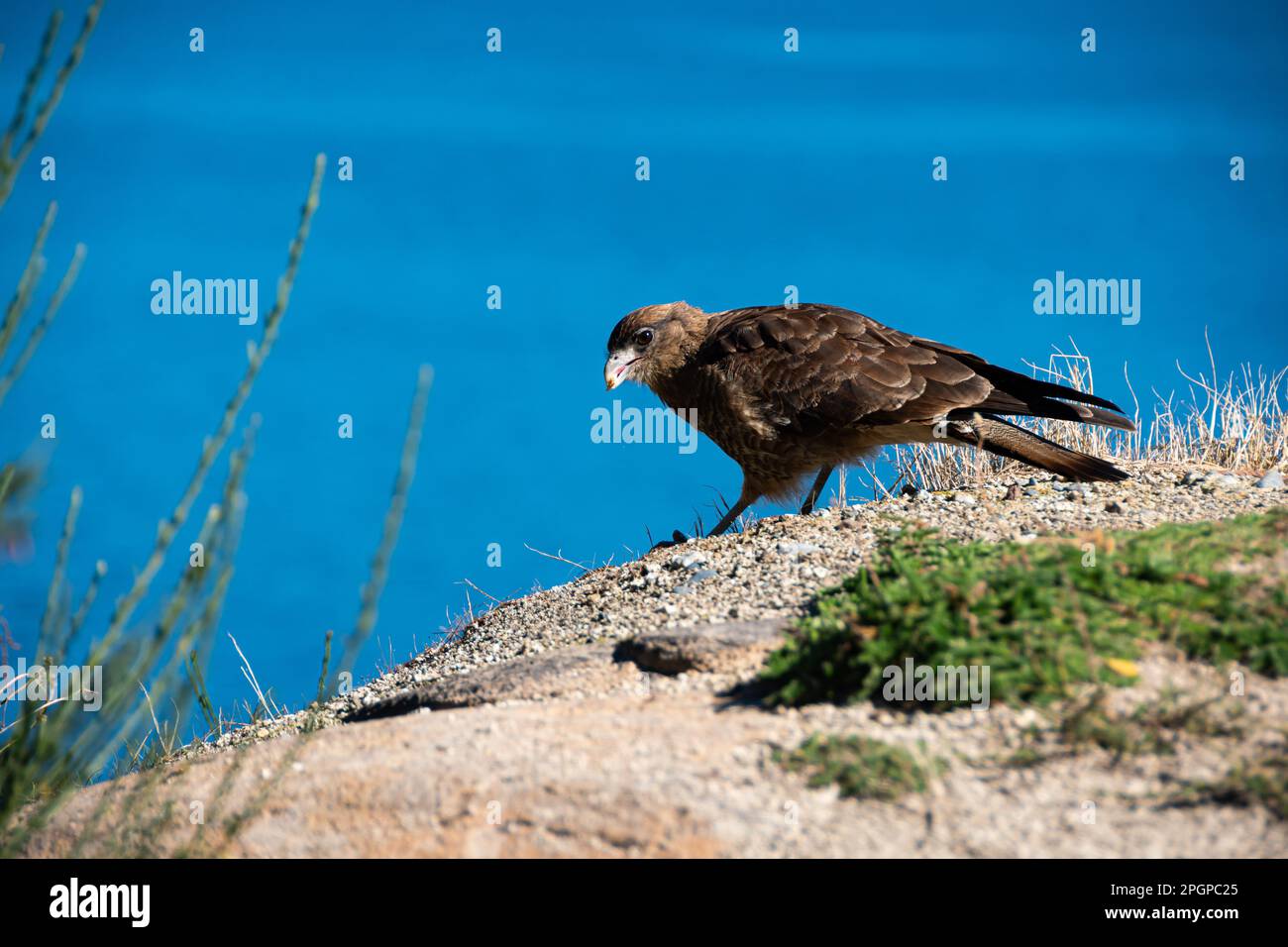 chimango caracara bird eating standing on a rock. in the background a ...