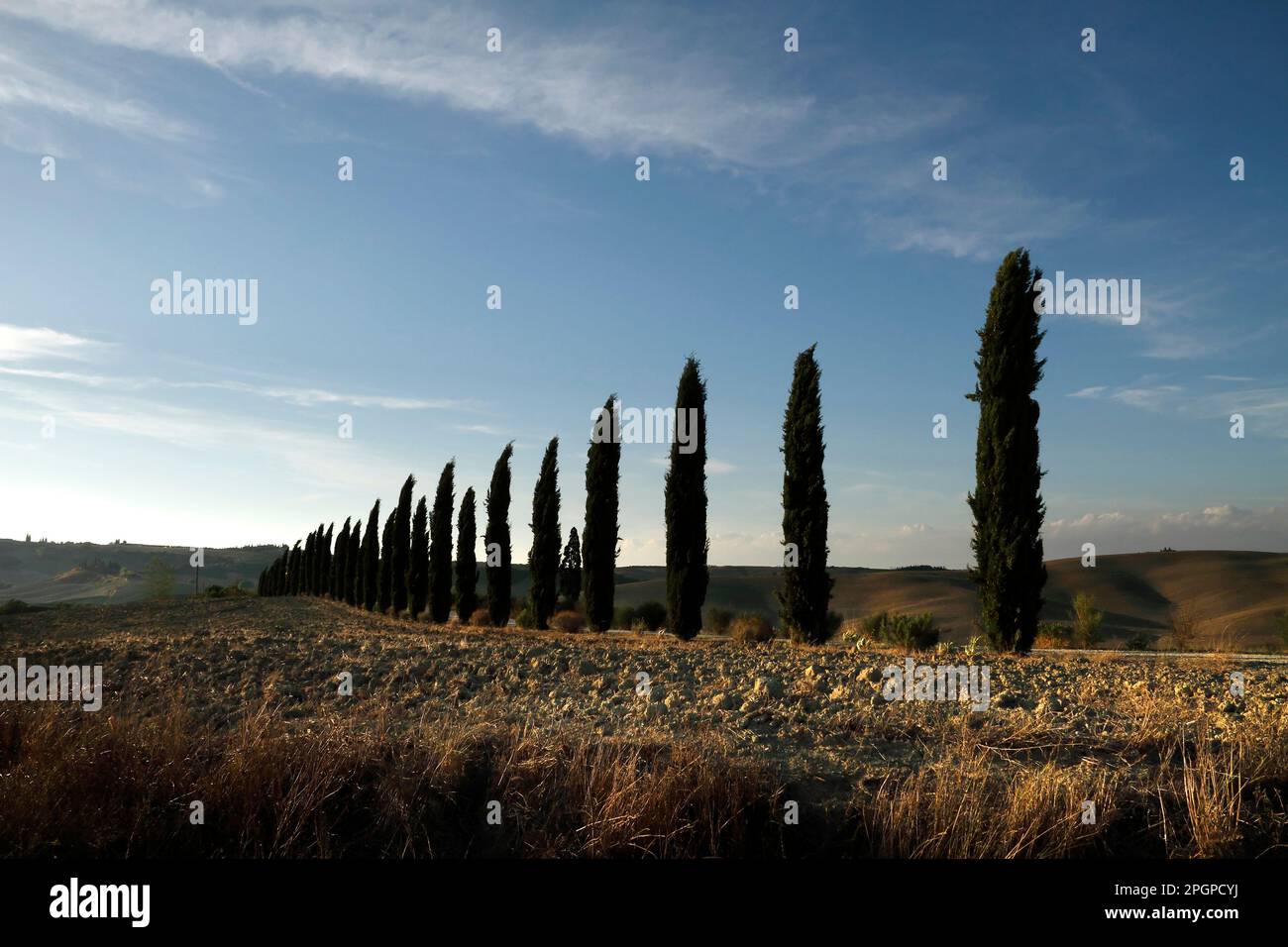 Line of Cypress trees in rural Tuscanian landscape, Orcia Valley ...