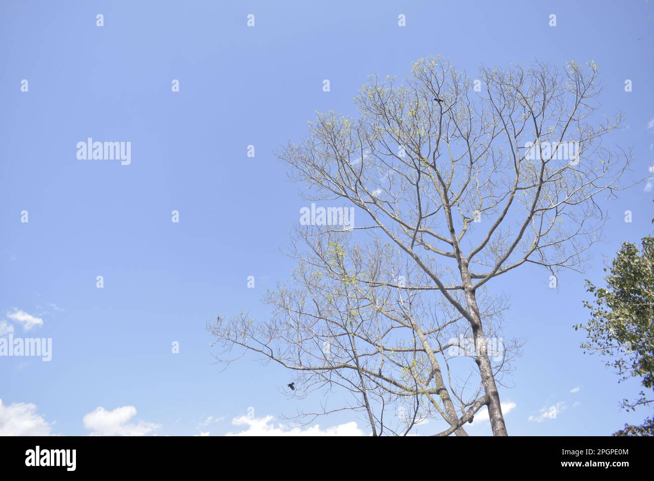 Beautiful background view trees hi-res stock photography and images - Alamy