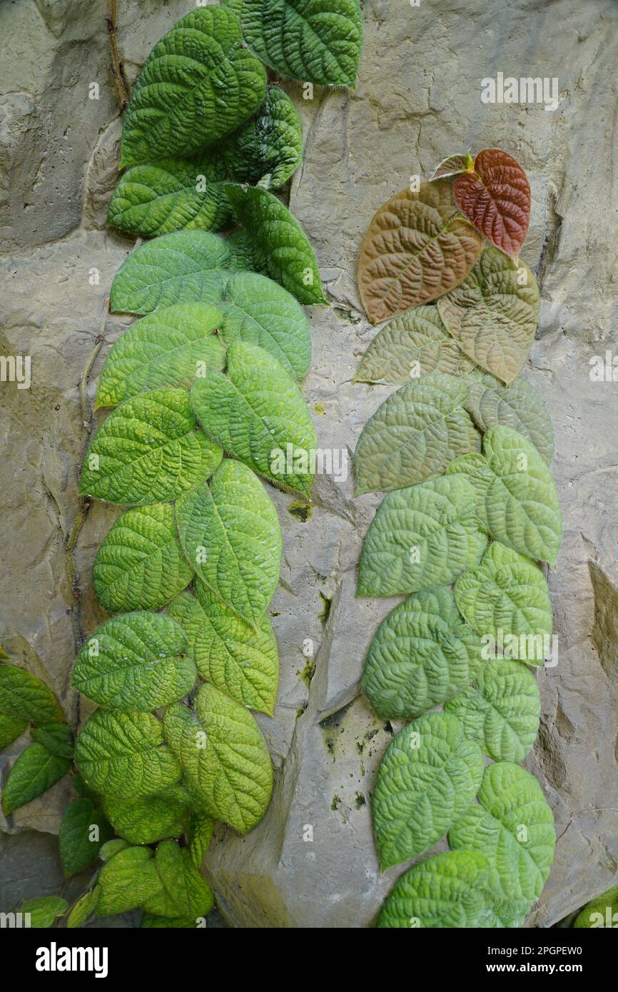 Close up of Ficus Villosa plants climbing the rocks Stock Photo - Alamy