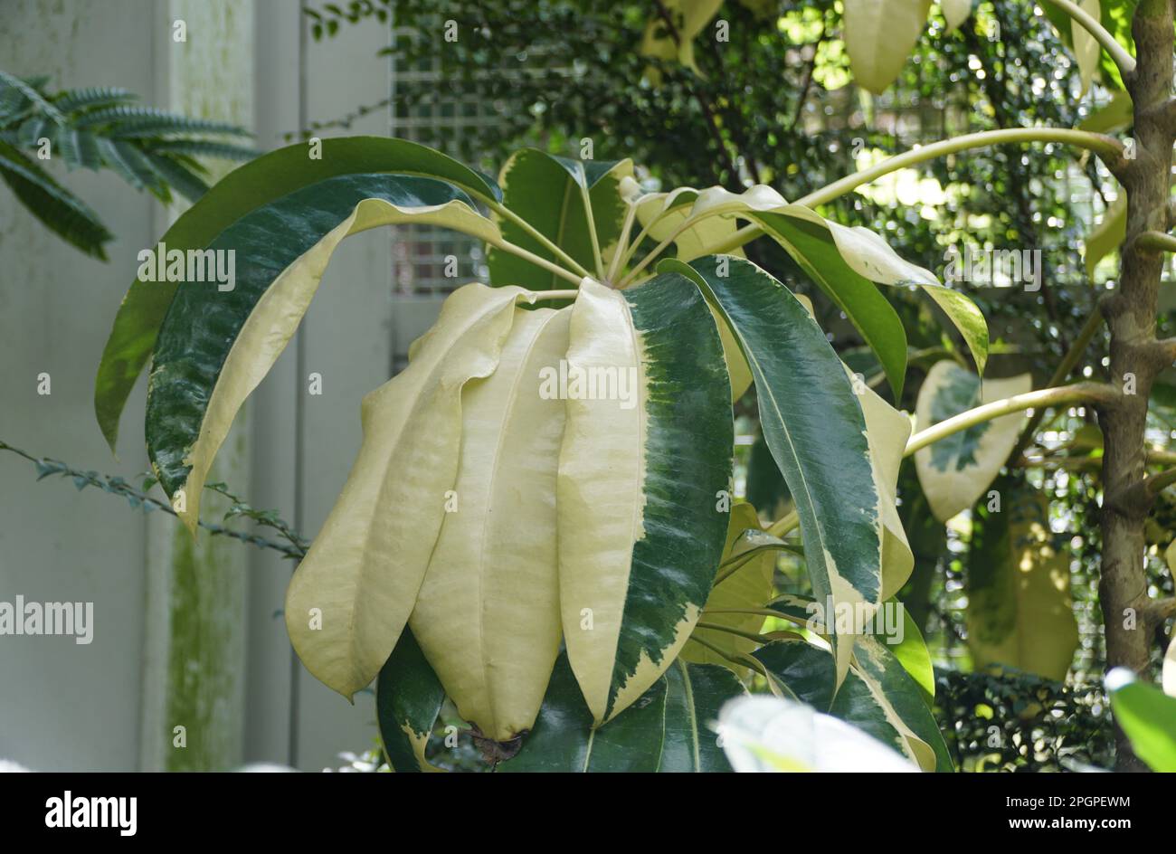 A mature and beautiful variegated leaf of Schefflera Arboricola Dazzle ...