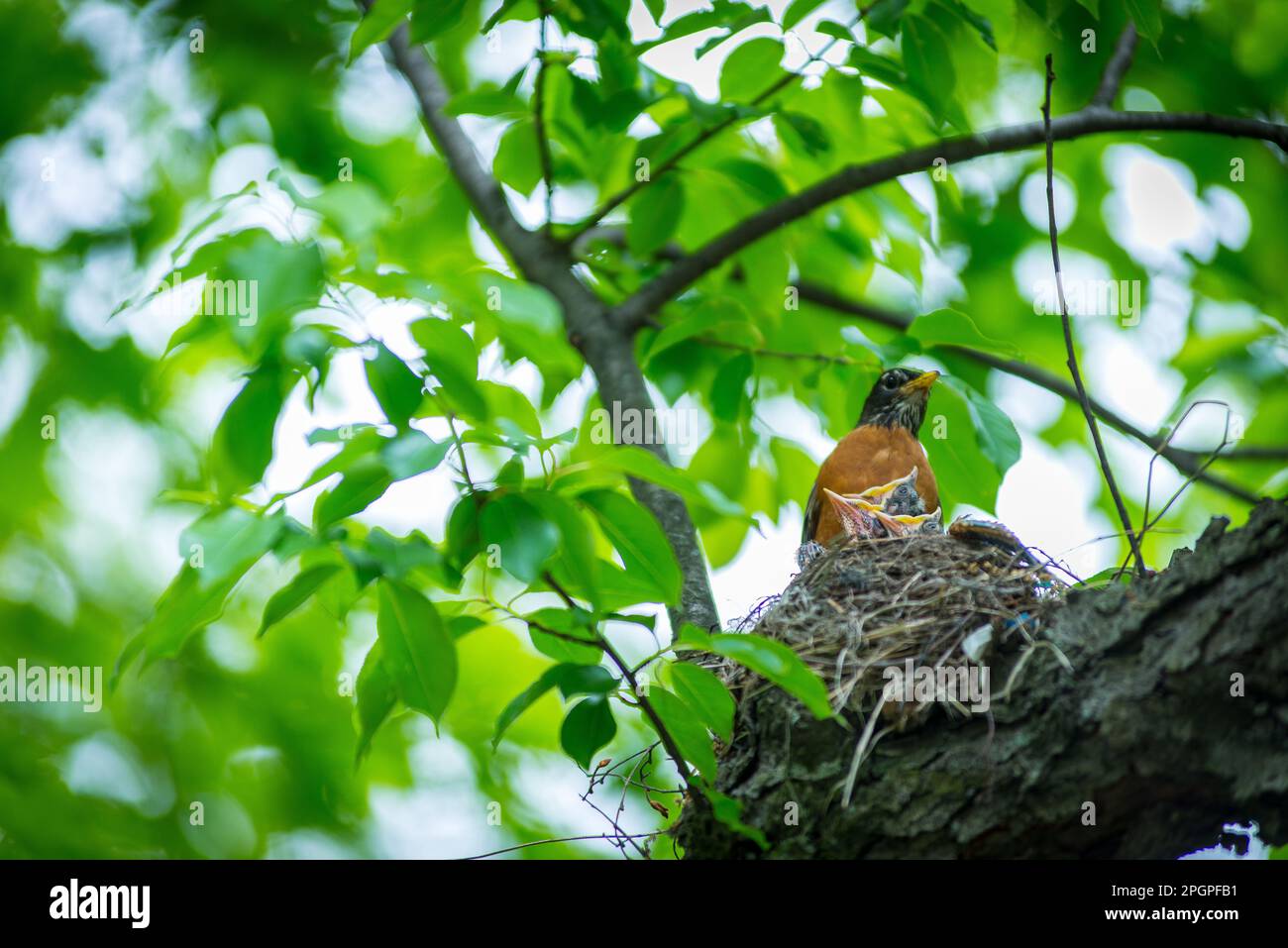 Mother bird feeding baby birds in nest in tree Stock Photo - Alamy