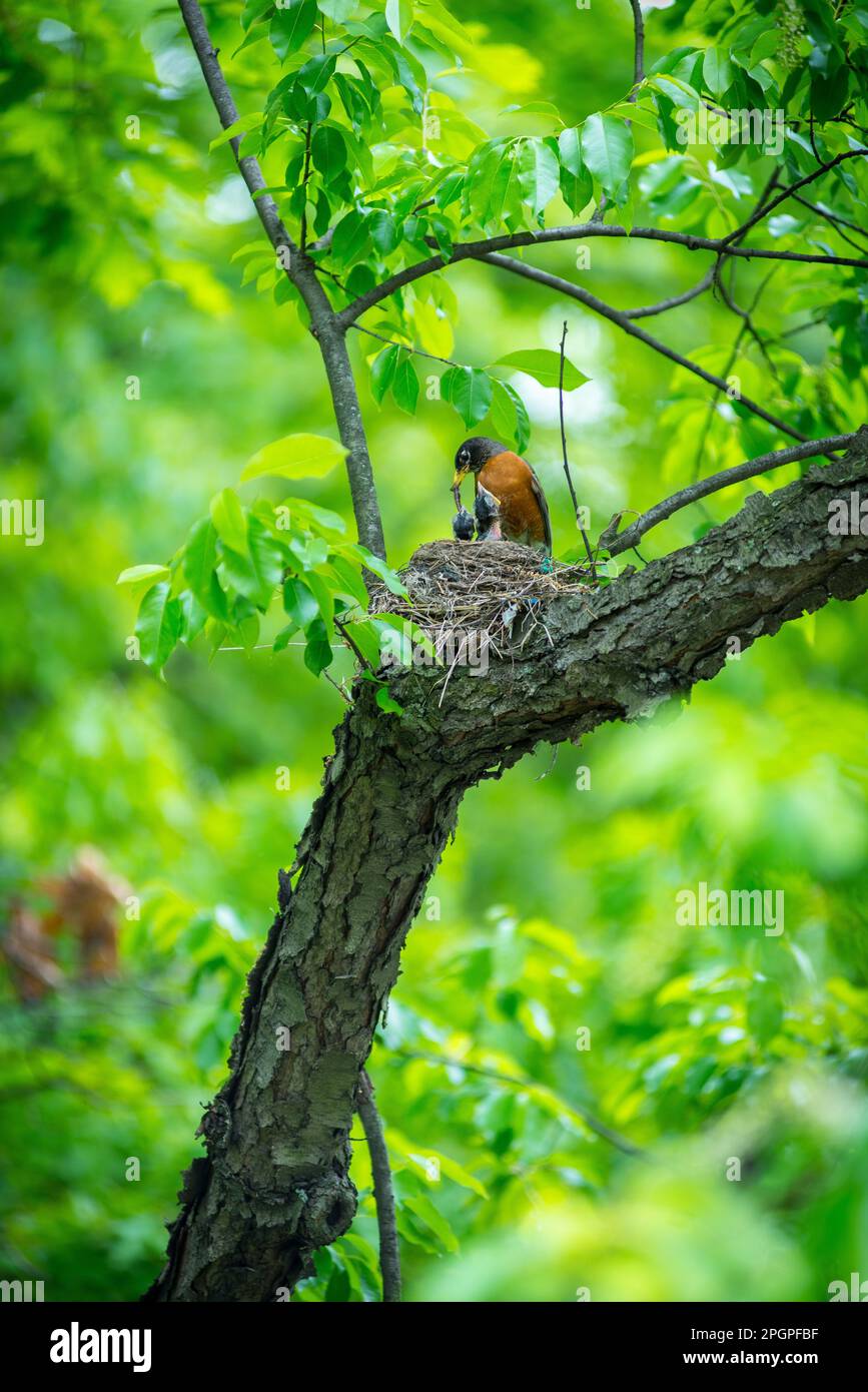 Mother bird feeding baby birds in nest in tree Stock Photo - Alamy