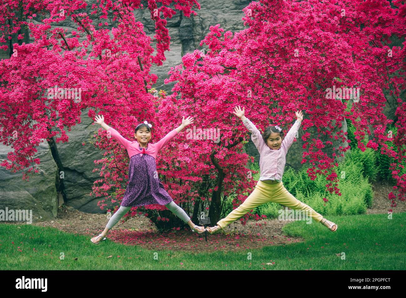Two young asian girls playing under azalea tree in spring Stock Photo ...