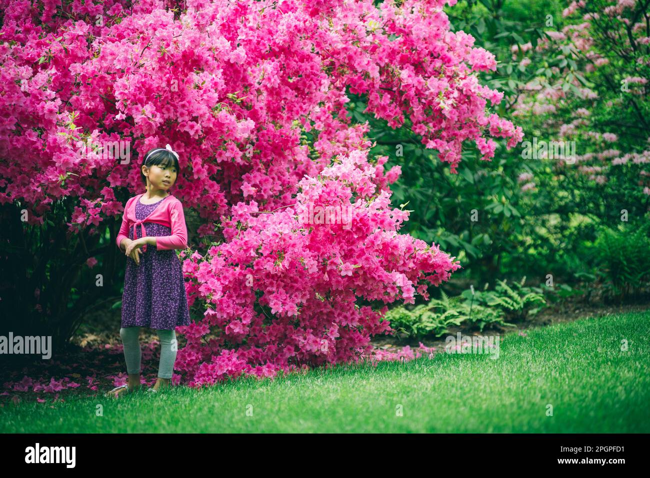 Young asian girls playing under azalea tree in spring Stock Photo - Alamy