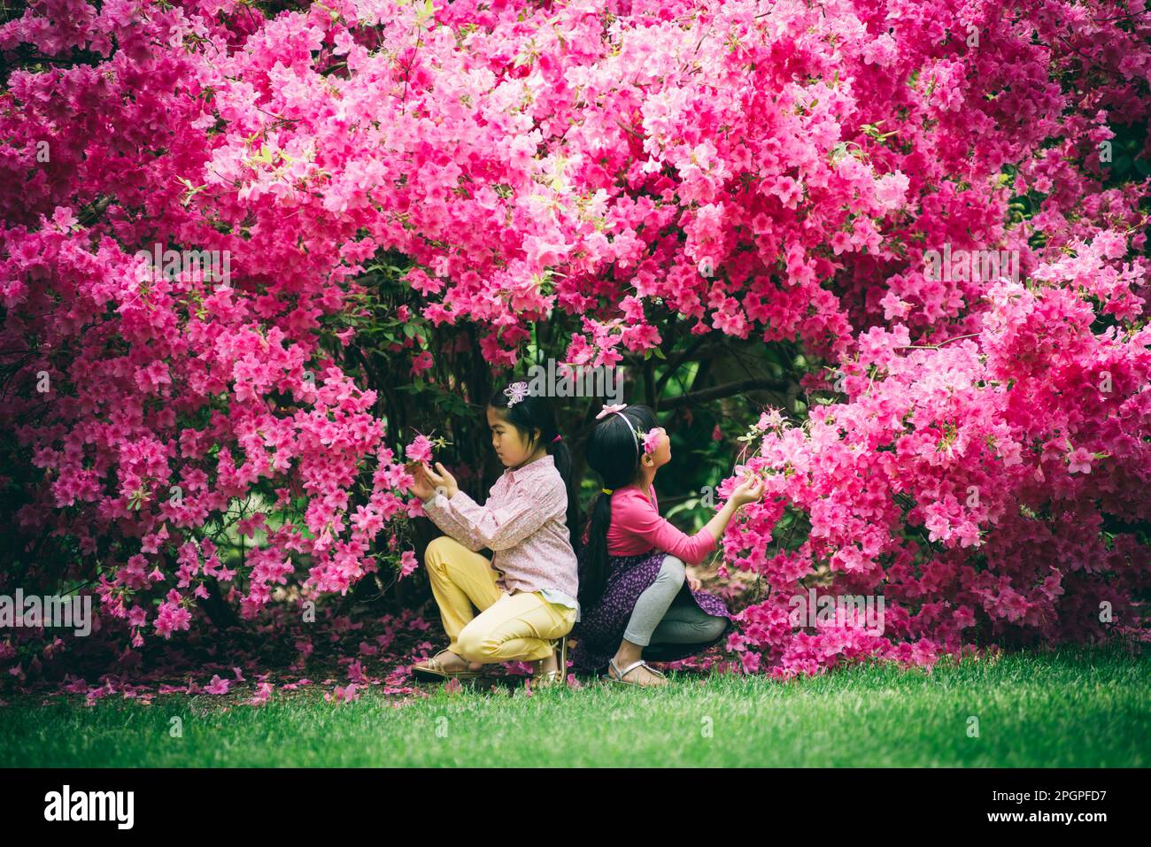 Azalea tree hi-res stock photography and images - Alamy