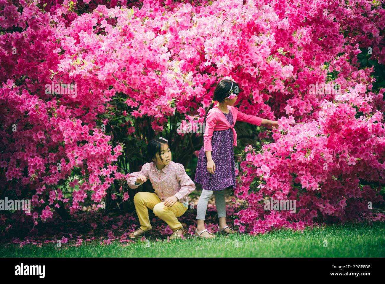 Two young asian girls playing under azalea tree in spring Stock Photo ...