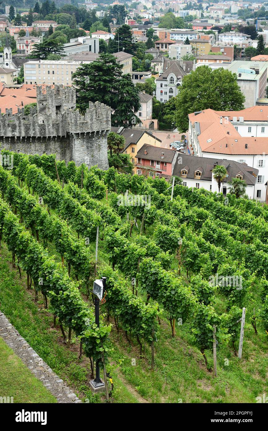 The town of Bellinzona seen from the vineyards of Castlegrande Stock ...