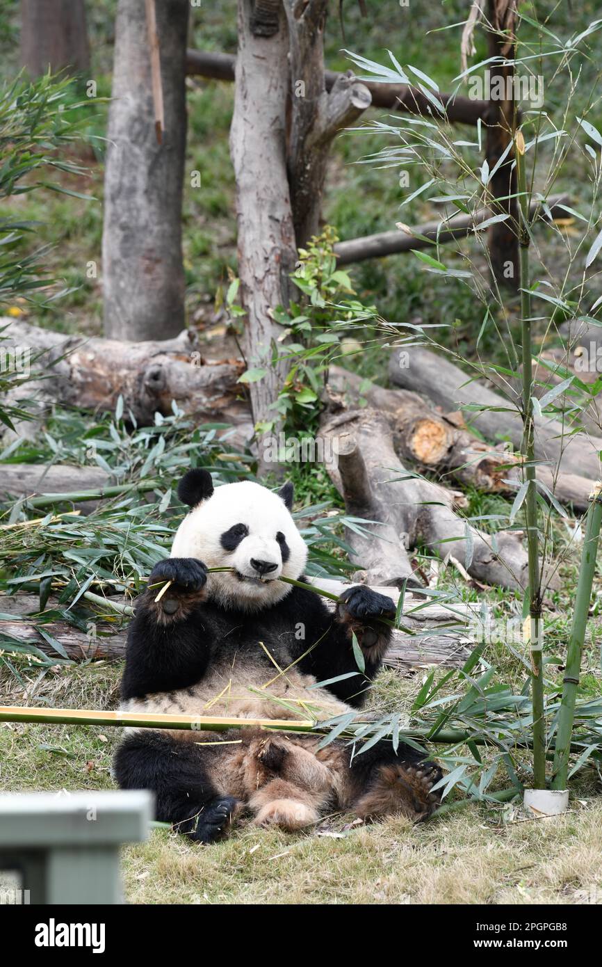 Chengdu, China's Sichuan Province. 22nd Mar, 2023. Giant panda Fu Shun ...