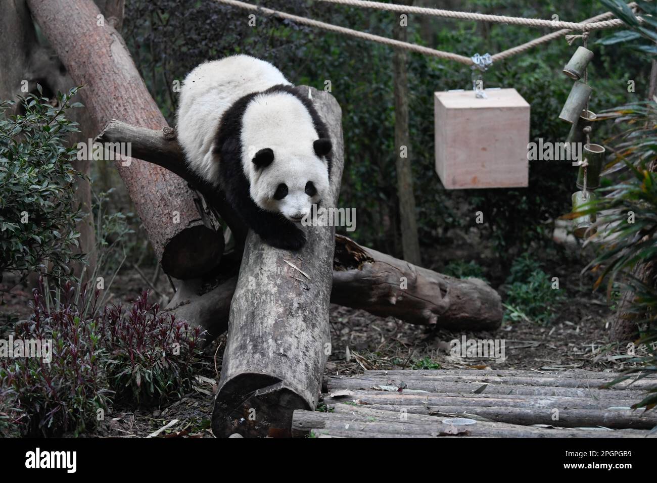 Chengdu, China's Sichuan Province. 22nd Mar, 2023. Giant panda He Hua ...