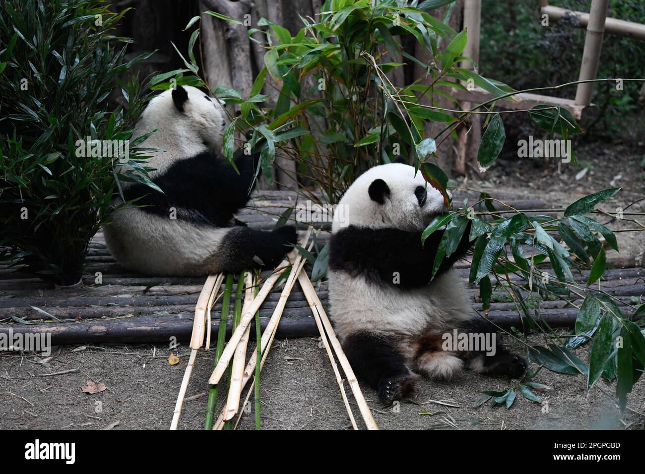 Chengdu, China's Sichuan Province. 22nd Mar, 2023. Giant panda twins He ...