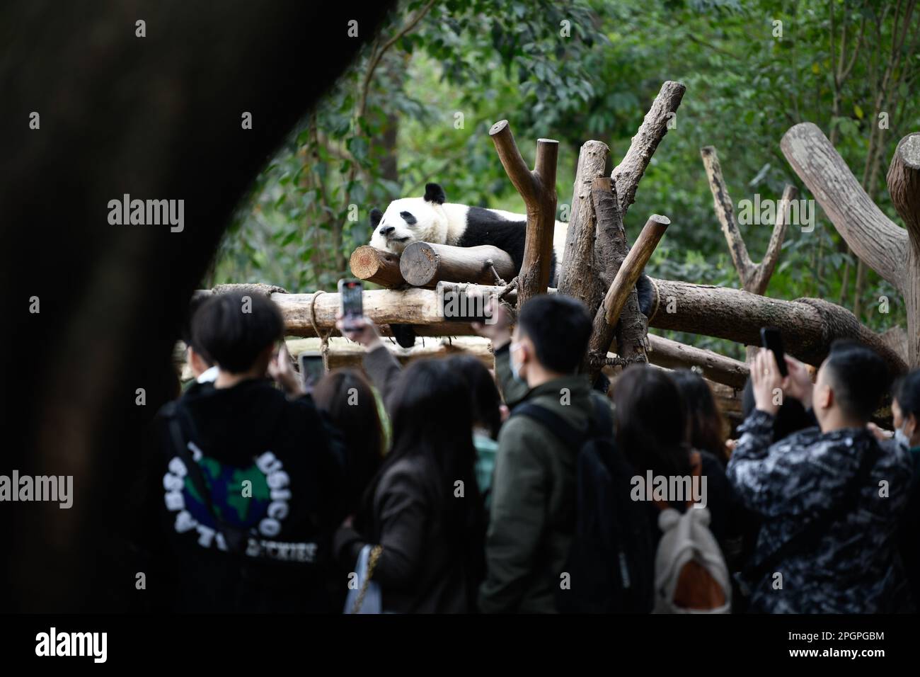 Chengdu, China's Sichuan Province. 22nd Mar, 2023. Visitors take pictures as giant panda He Ye ...