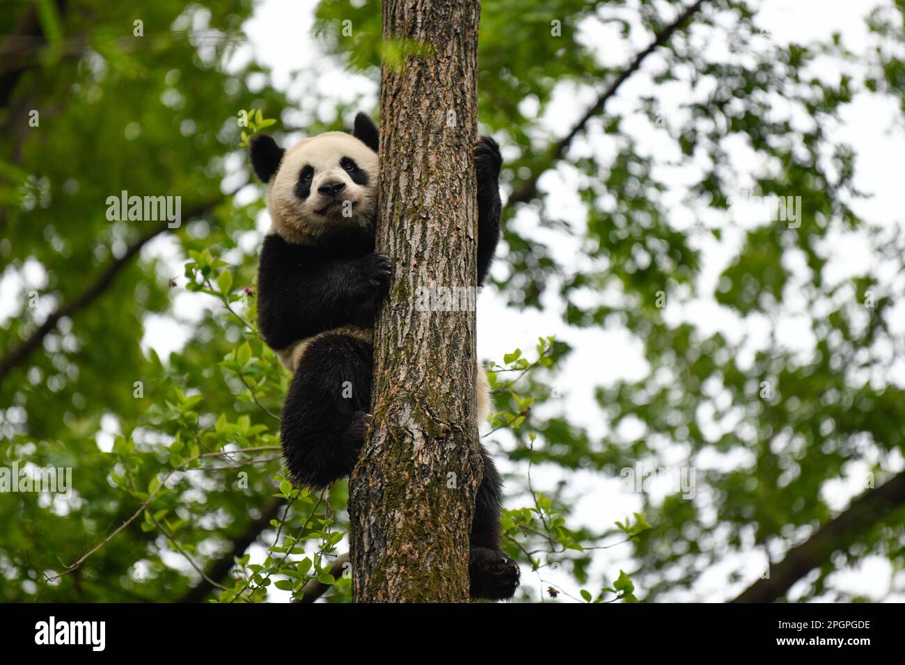 Chengdu, China's Sichuan Province. 22nd Mar, 2023. Giant panda Jin Xiao ...