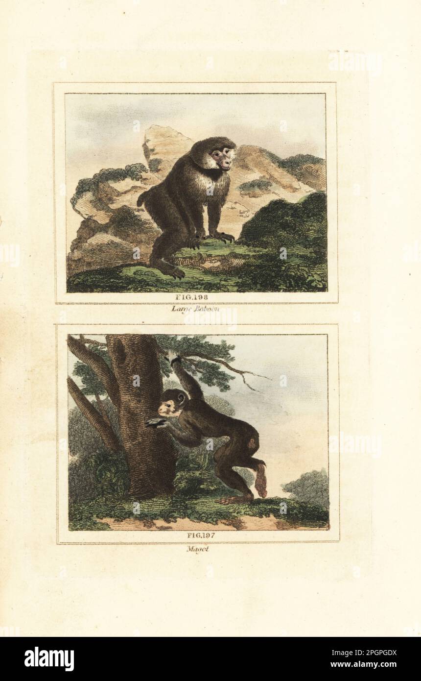Guinea baboon, Papio papio 198, and endangered Barbary macaque, Macaca ...
