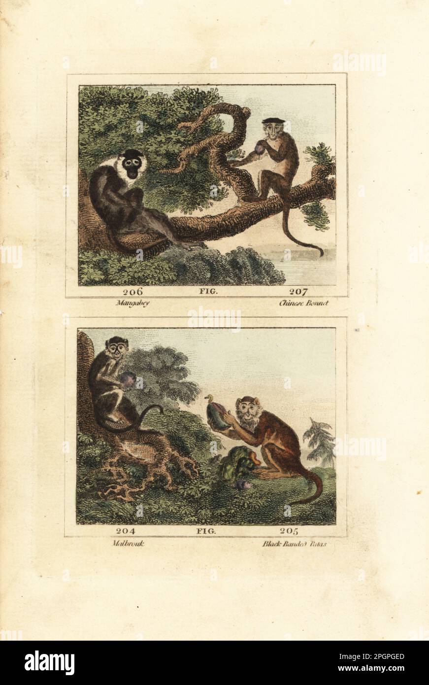 Sooty mangabey, Cercocebus atys 206, endangered toque macaque, Macaca ...