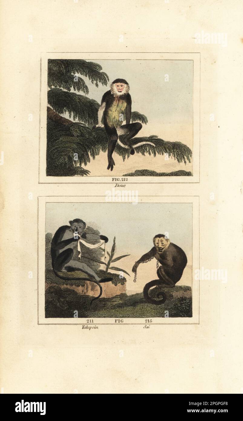 Ape cinerea hi-res stock photography and images - Alamy