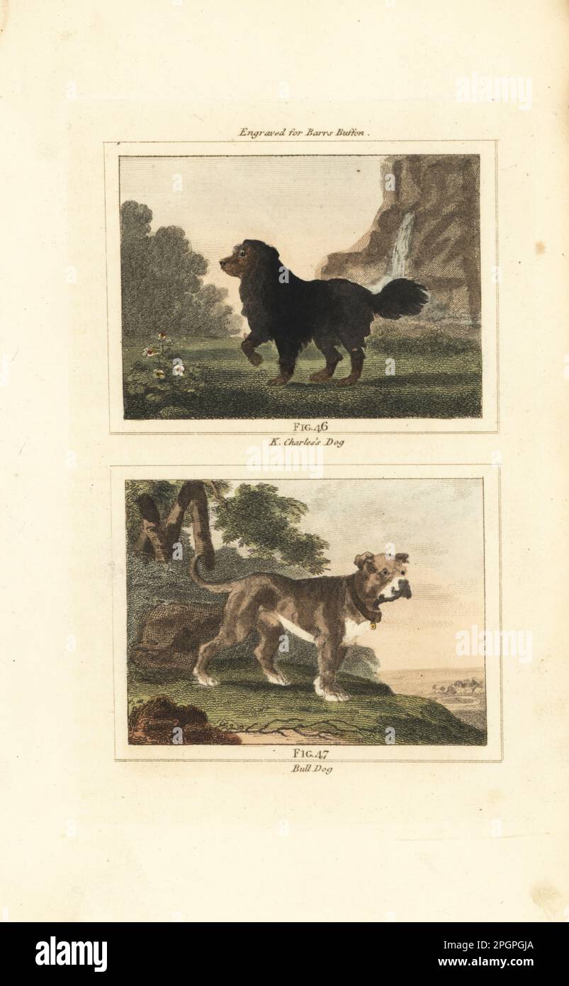 King Charles's dog, breed of small spaniel lap dog, and bulldog or ...