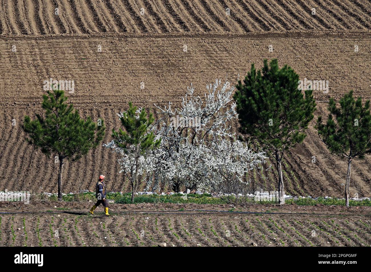 In the Hevsel gardens of Diyarbakir, when spring comes, blooming trees ...