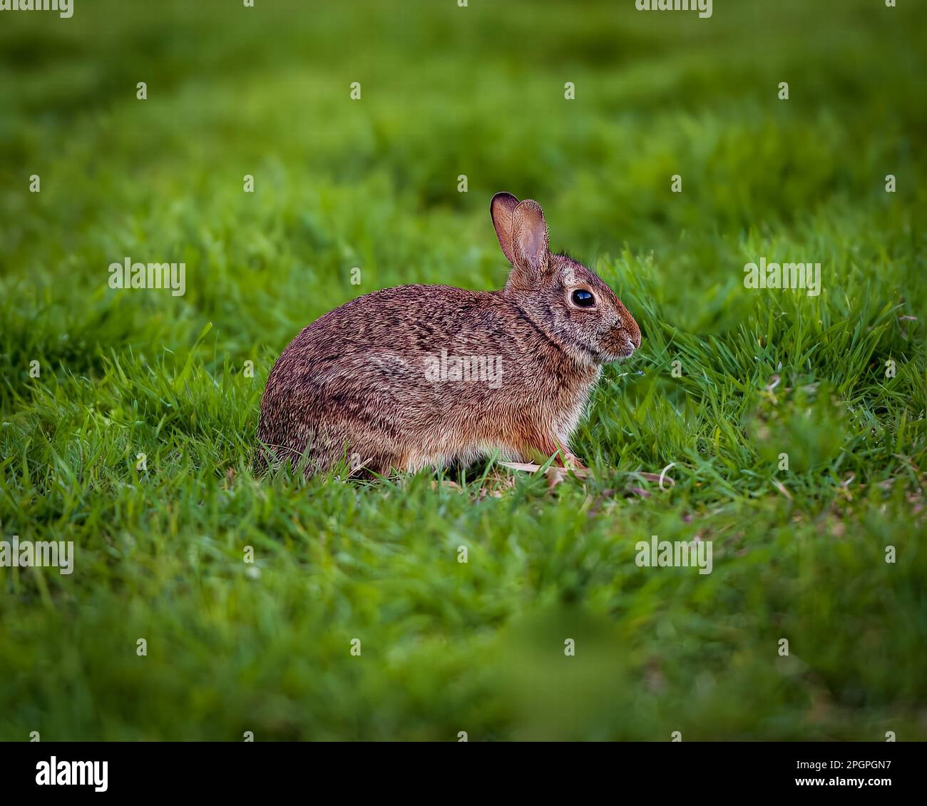 Fluffy tail hi-res stock photography and images - Alamy