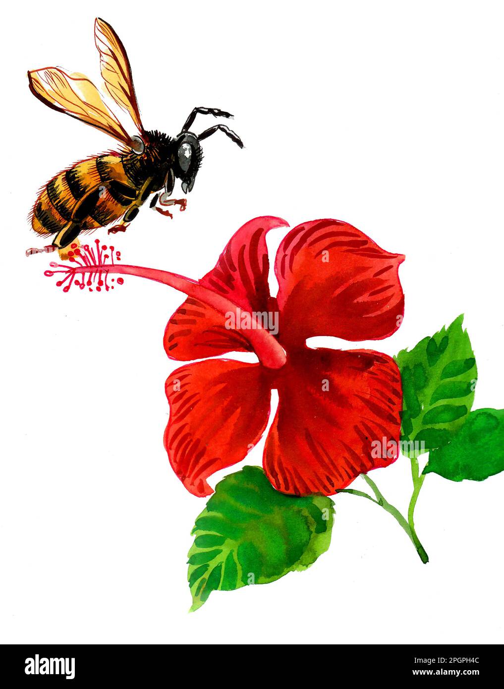 Red hibiscus flower and flying bee. Ink and watercolor drawing Stock ...