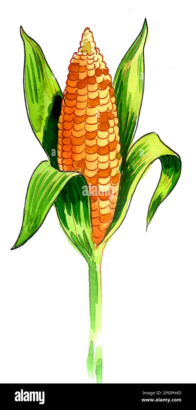 Corn crop. Ink and watercolor drawing Stock Photo - Alamy