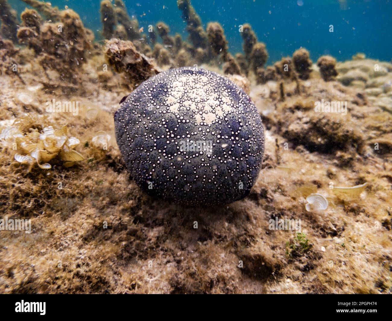 Marune hi-res stock photography and images - Alamy