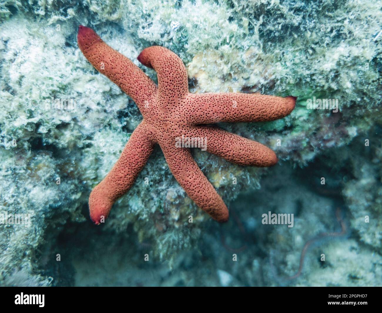 Starfish on a coral reef underwater. Marune life Stock Photo - Alamy