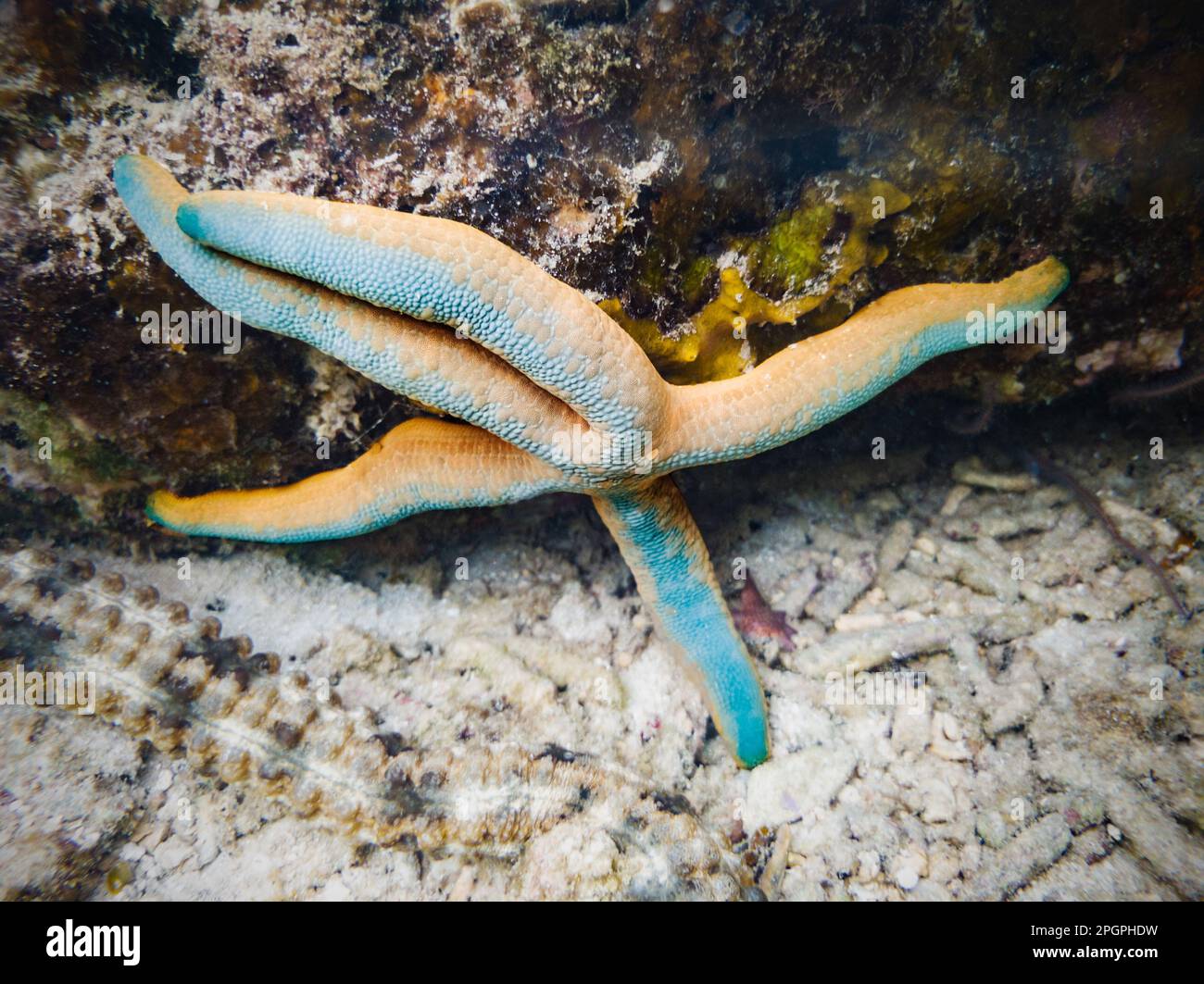 Starfish on a coral reef underwater. Marune life Stock Photo - Alamy