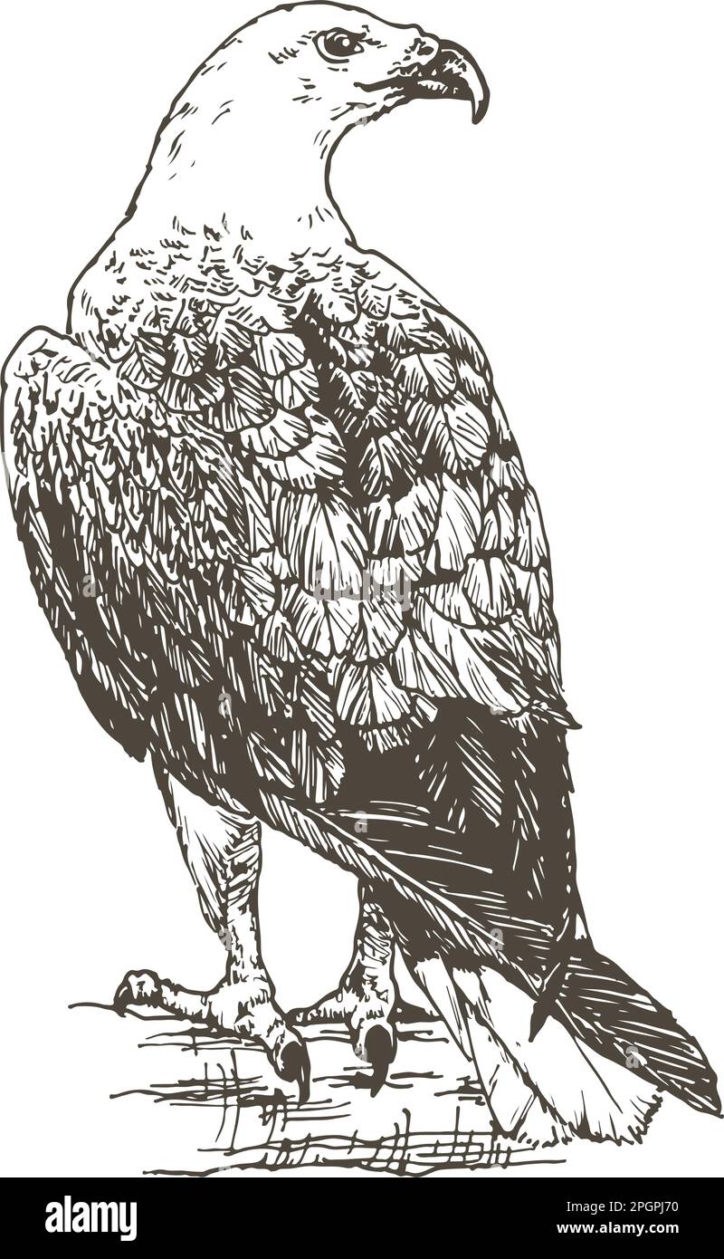 Eagle Catching Fish Drawing