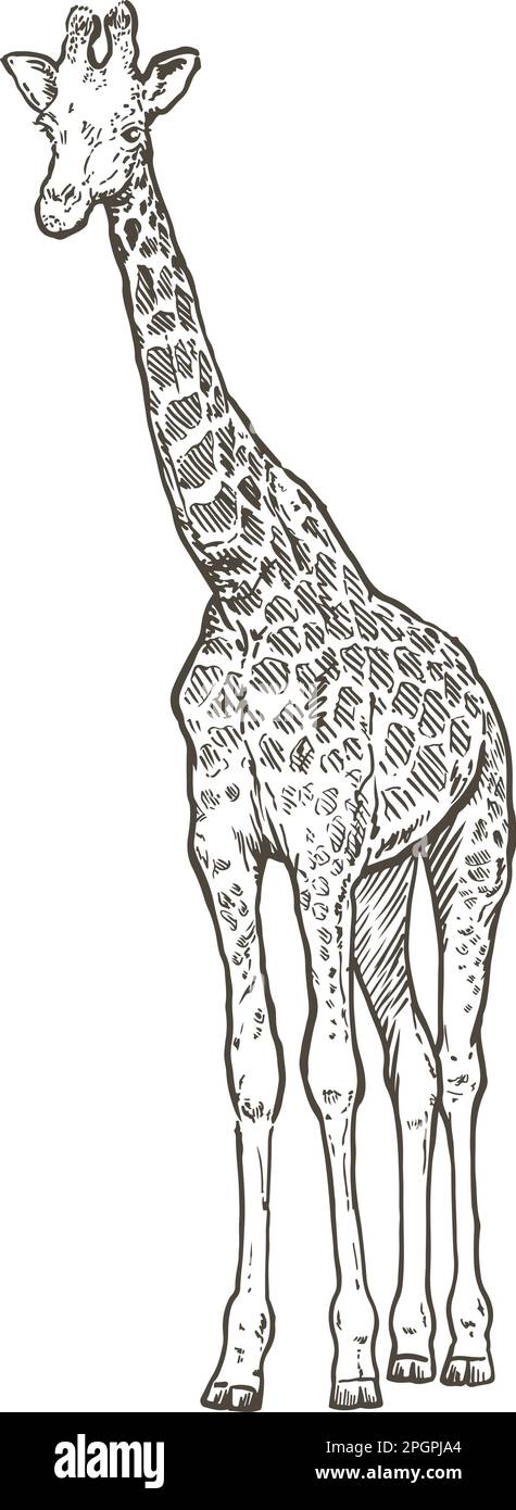 Vector hand drawing realistic hi-res stock photography and images - Alamy