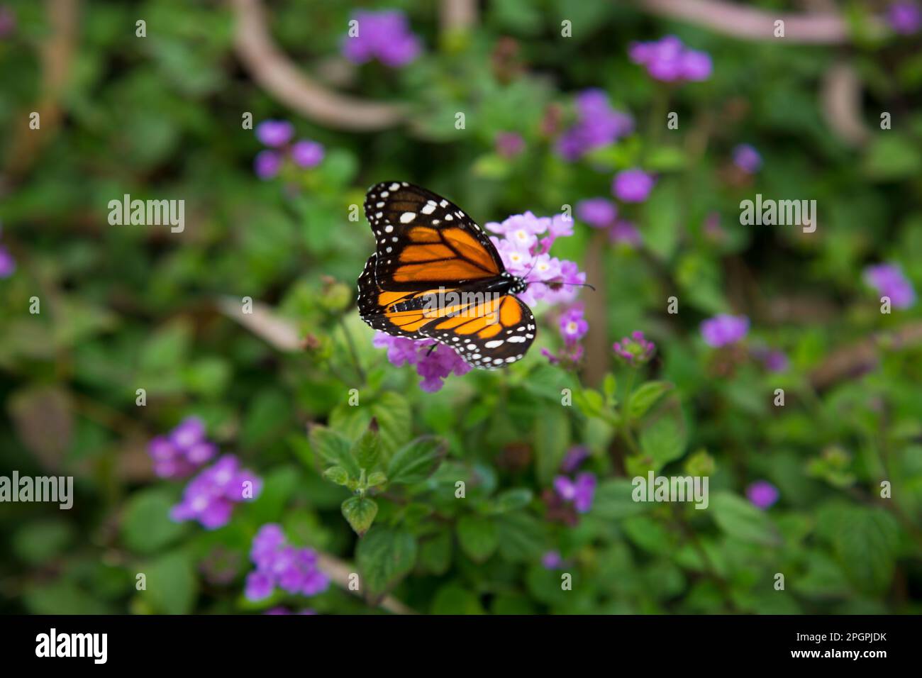 Monarch butterfly flying insect Stock Photo - Alamy