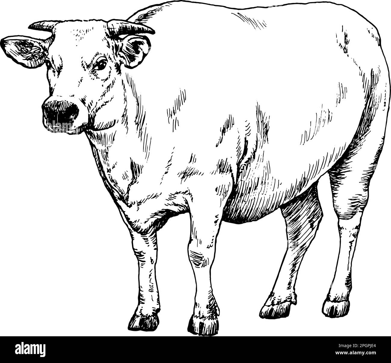 Hand drawn realistic sketch of ox Vector illustration Stock Vector ...